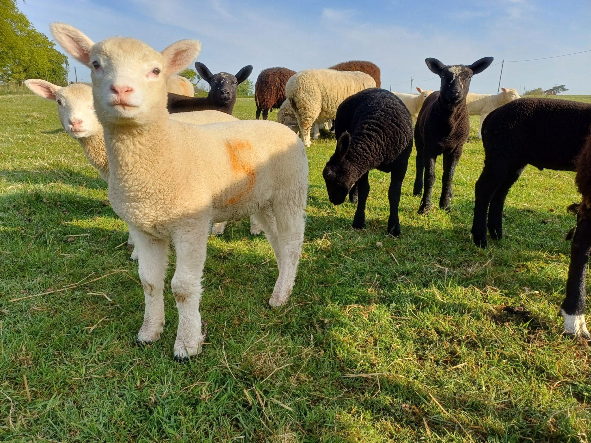 Home - Craigbank Farm